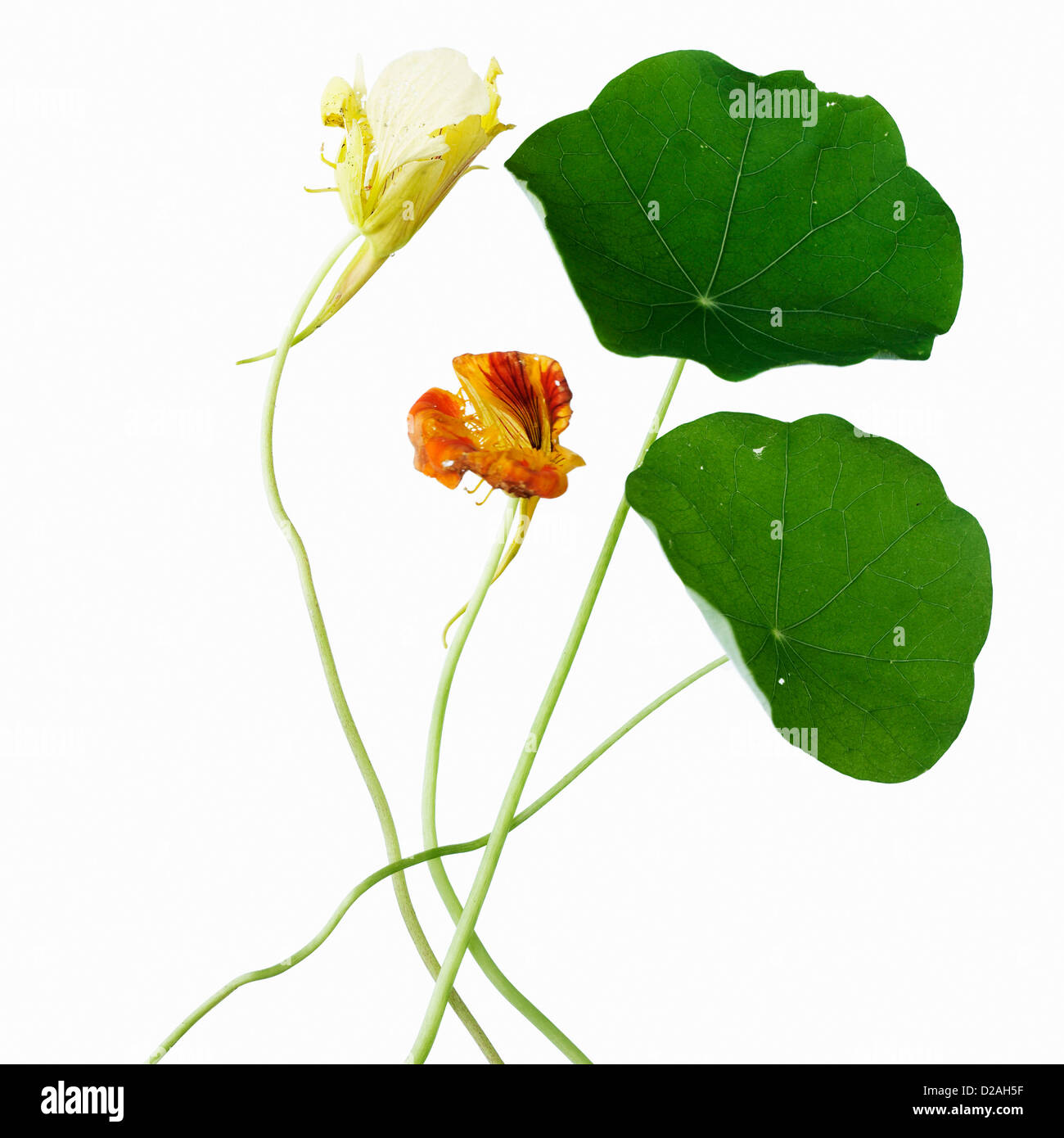 Foliage flowers leaves silhouette Cut Out Stock Images & Pictures - Alamy