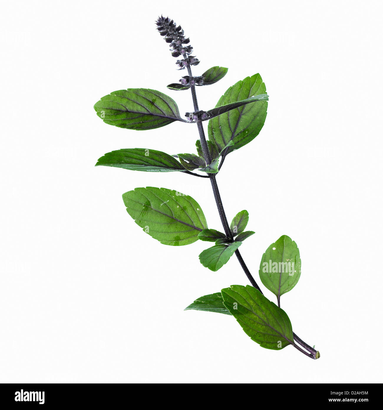 Flower stalk hi-res stock photography and images - Alamy