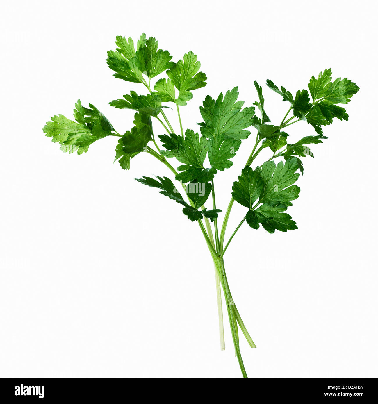 Close up of sprig of herbs Stock Photo - Alamy