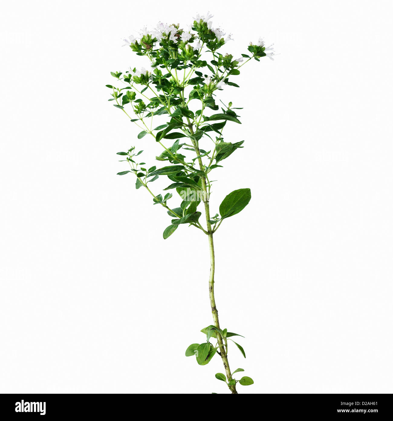 Flower Stalk Stock Photos & Flower Stalk Stock Images - Alamy