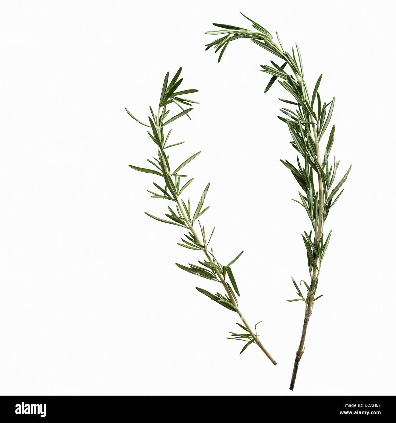 Rosemary sprig hi-res stock photography and images - Alamy
