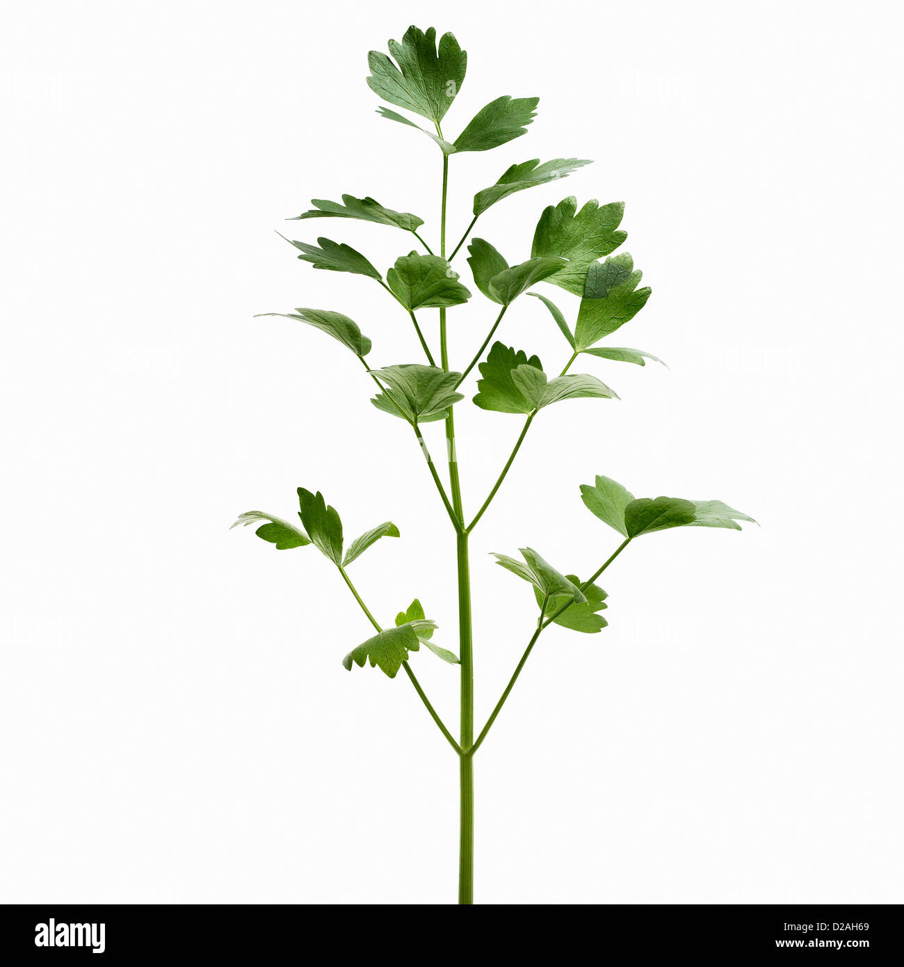 Sprig of herbs hi-res stock photography and images - Alamy