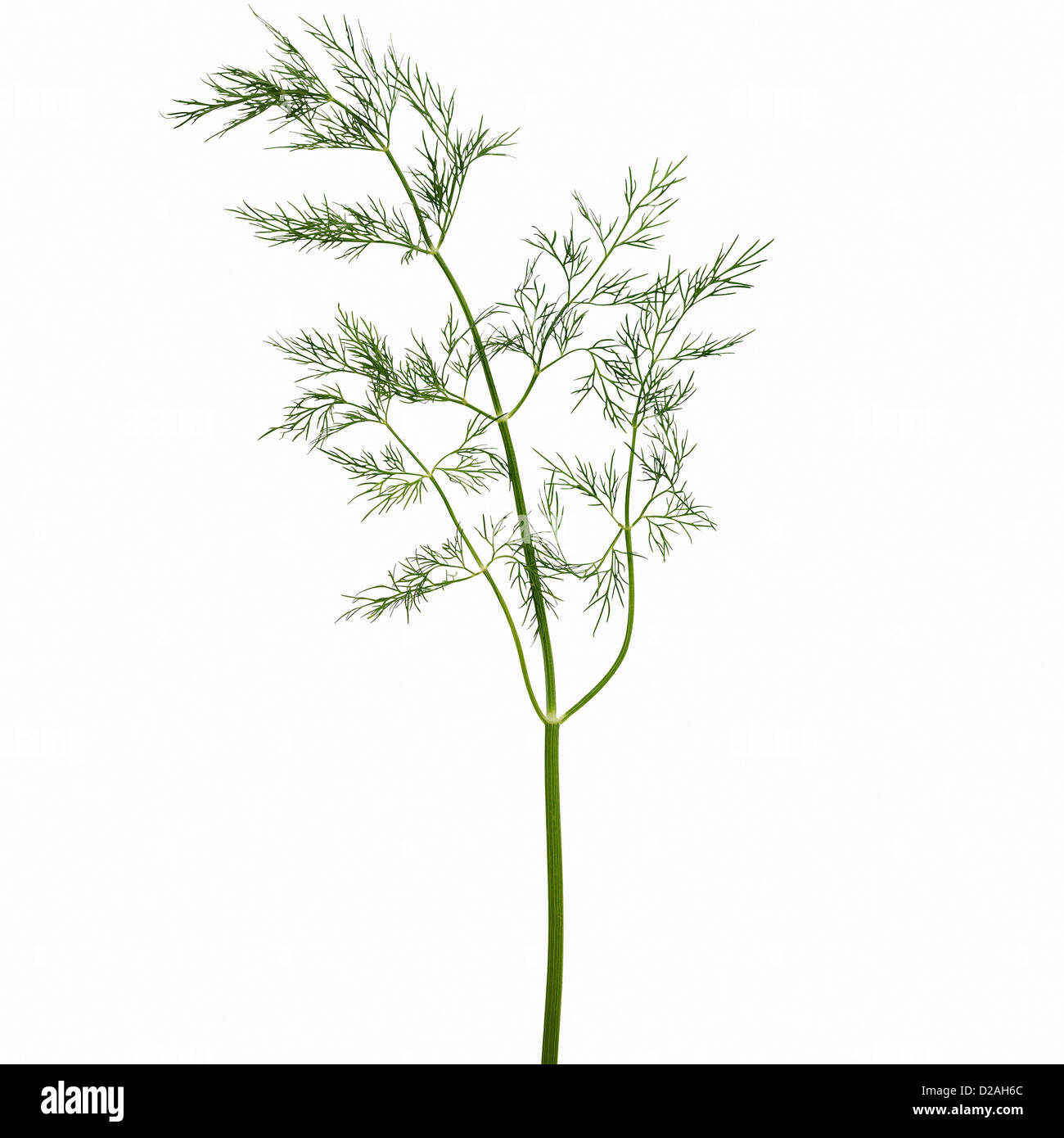 Sprig of herbs hi-res stock photography and images - Alamy