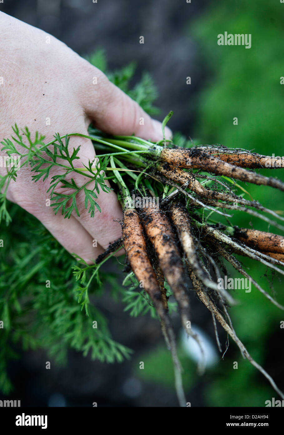 Hand holding fresh picked baby carrots Stock Photo - Alamy