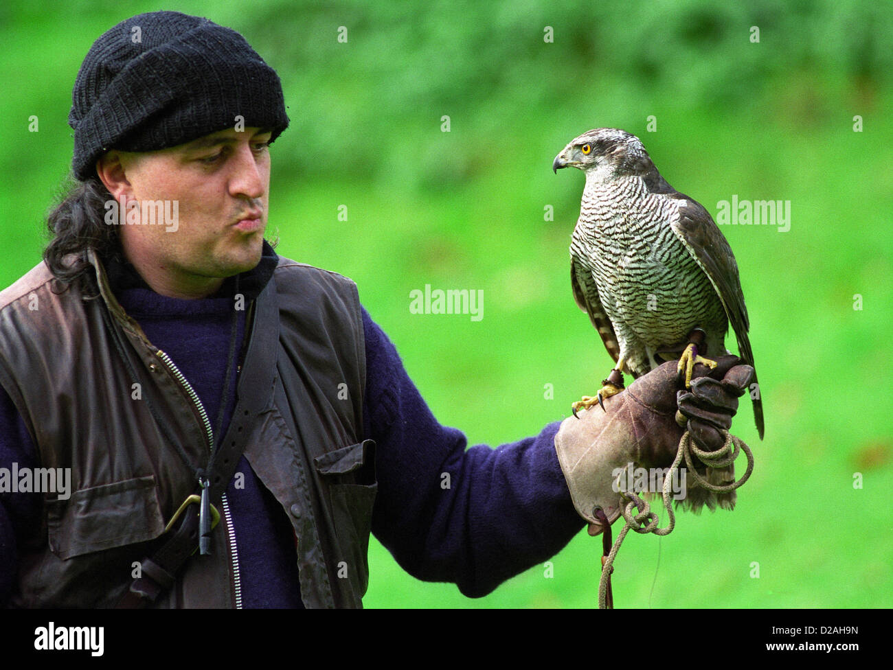 A falconer with a goshawk Stock Photo - Alamy