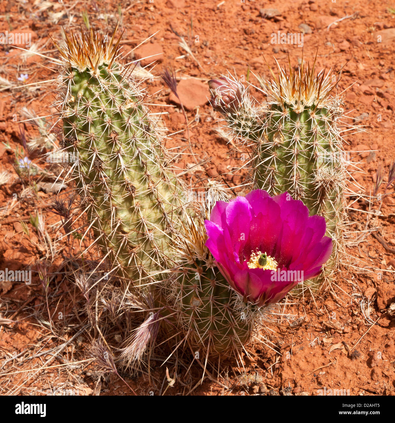 Pink flower hedgehog cactus hi-res stock photography and images - Alamy