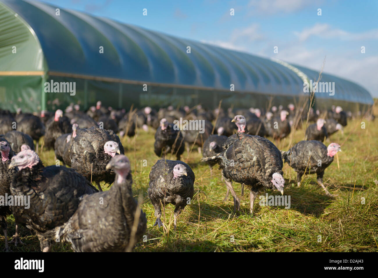 Free range farm animals hi-res stock photography and images - Alamy