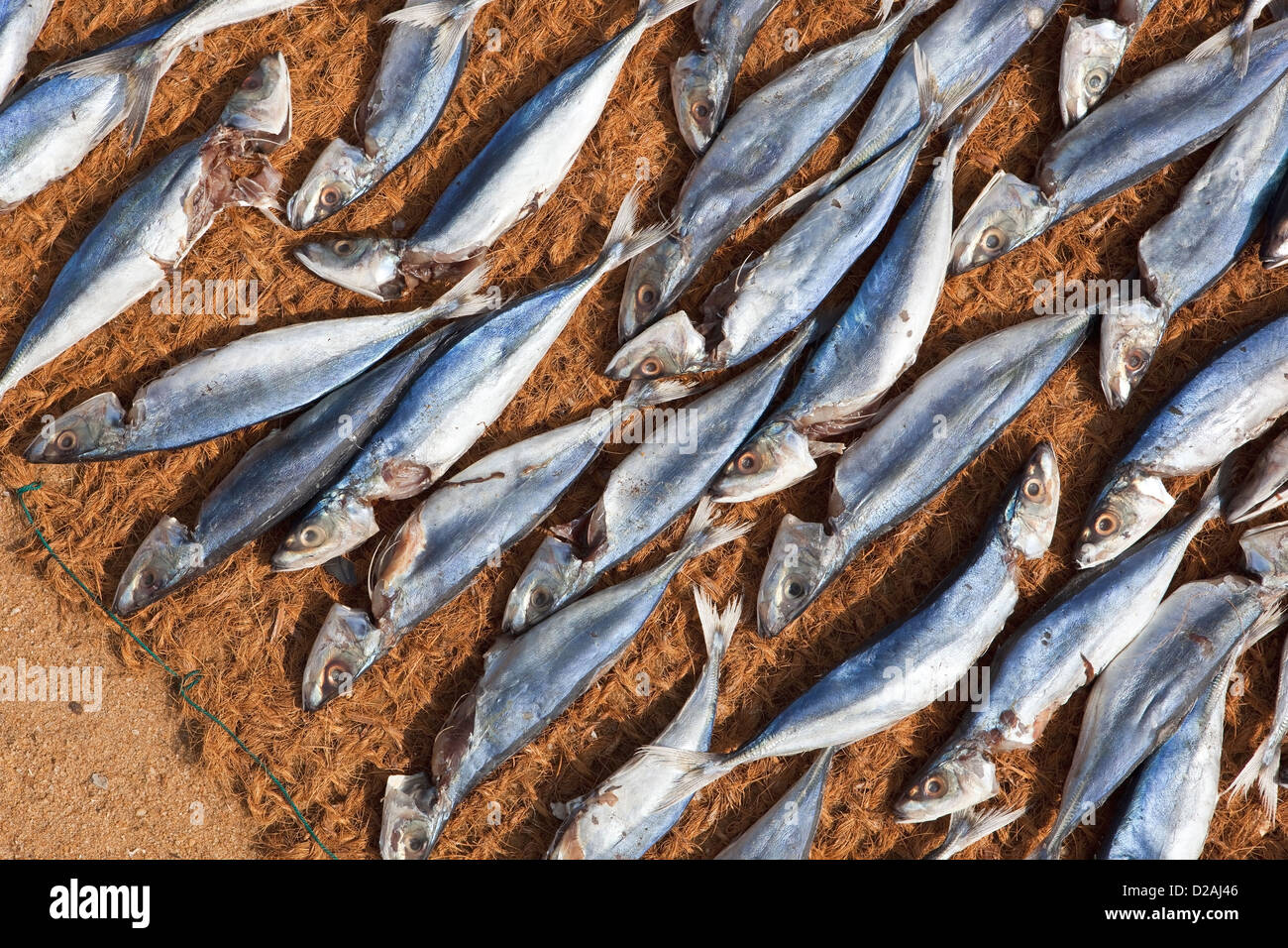 small fish drying on the beach at Negombo fish market Sri Lanka Stock ...