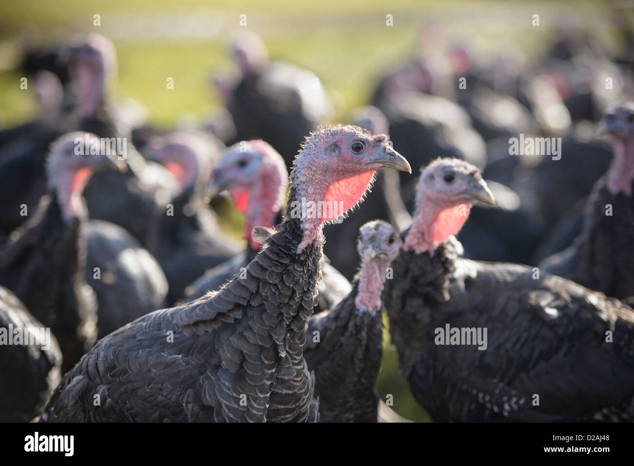 Farm Turkey Stock Photos & Farm Turkey Stock Images - Alamy