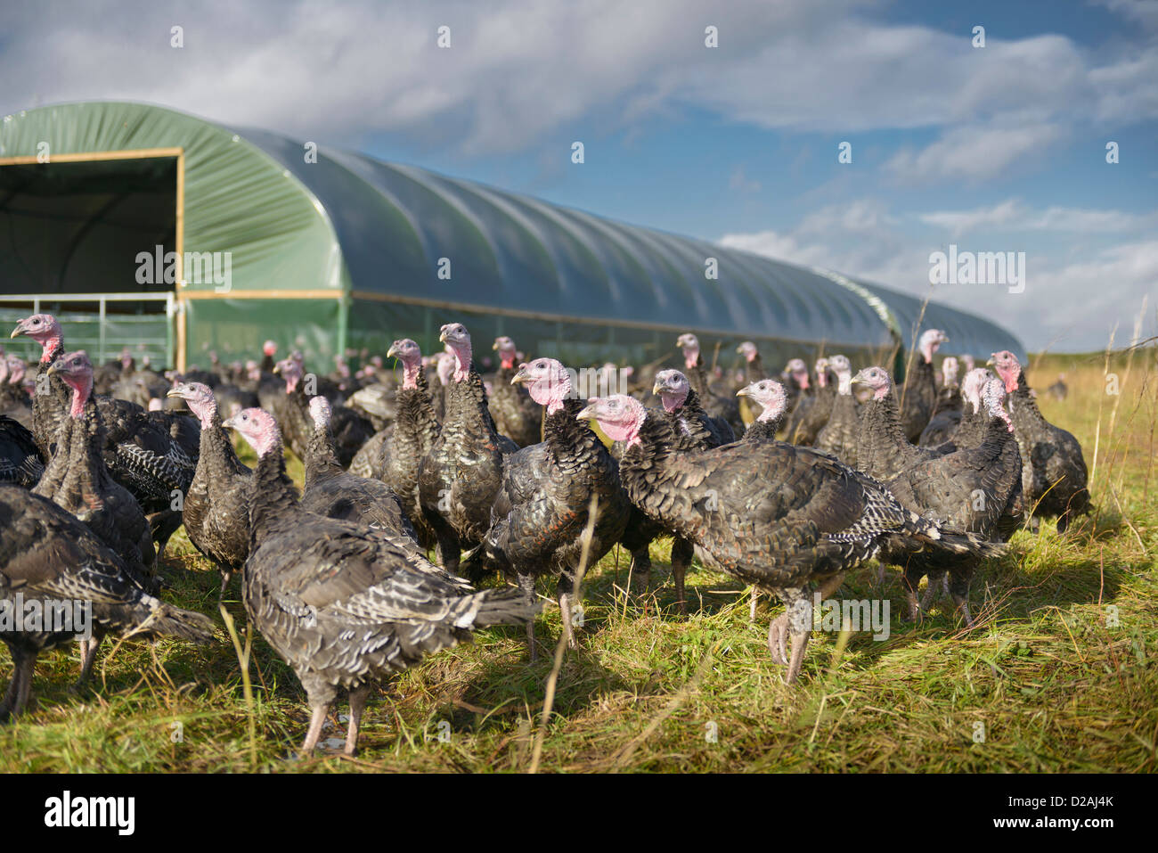 Farm Turkey Stock Photos & Farm Turkey Stock Images - Alamy