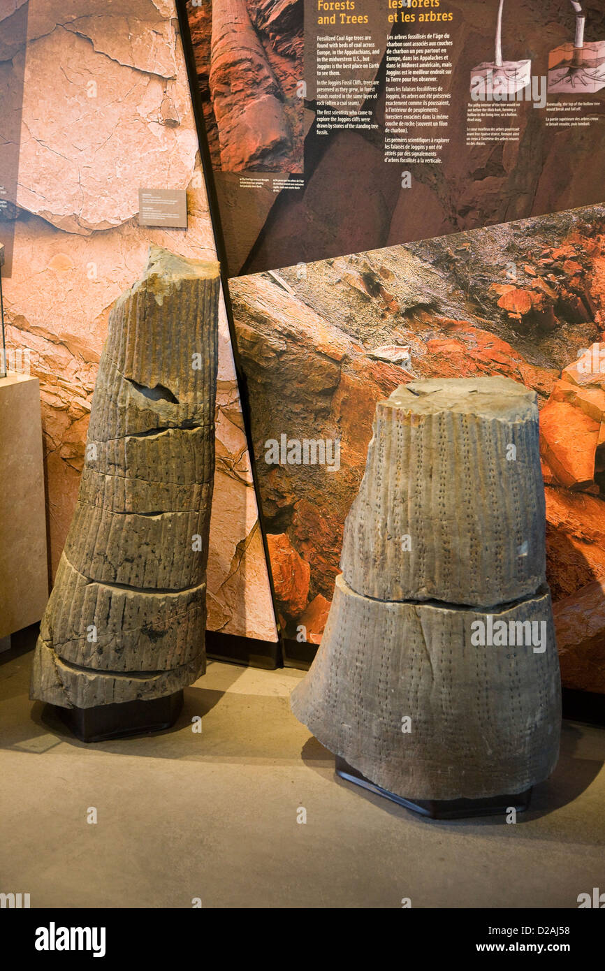 Large lycopod tree, a fossilised tree trunk in the cliffs at the ...