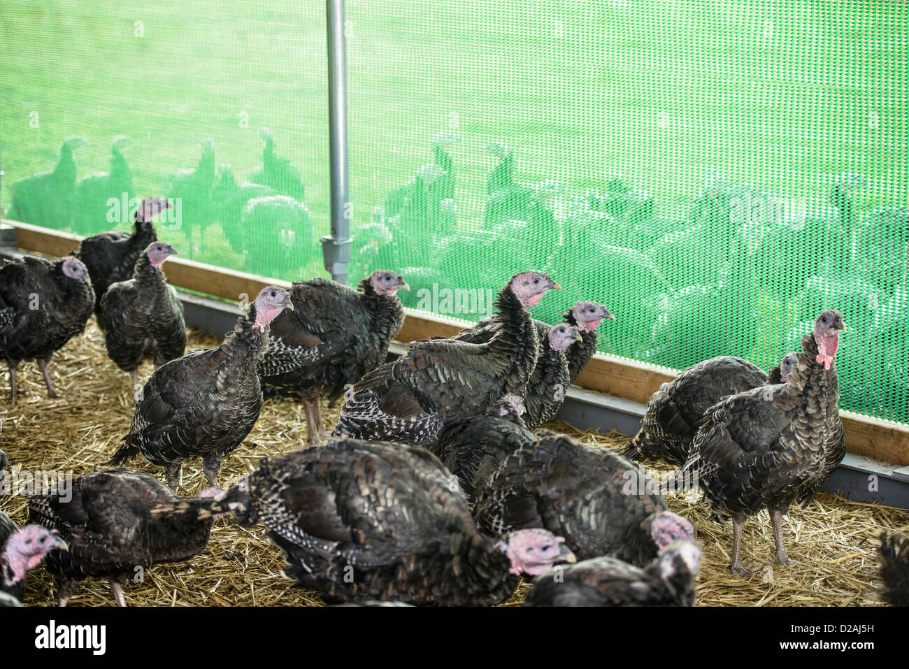 Mammal farm animals hi-res stock photography and images - Alamy