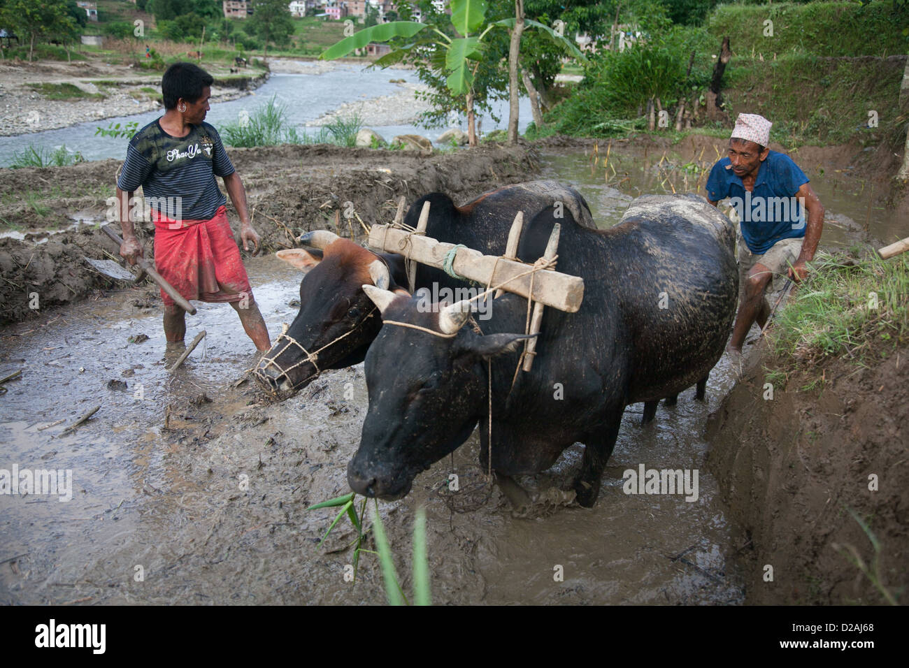 Farmers plow their rice paddy with a water buffalo, the traditional ...