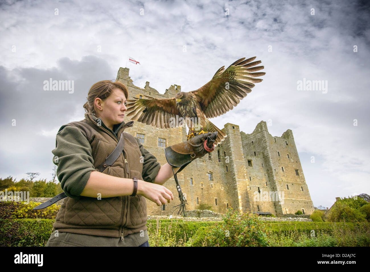 Person holding hawk hi-res stock photography and images - Alamy