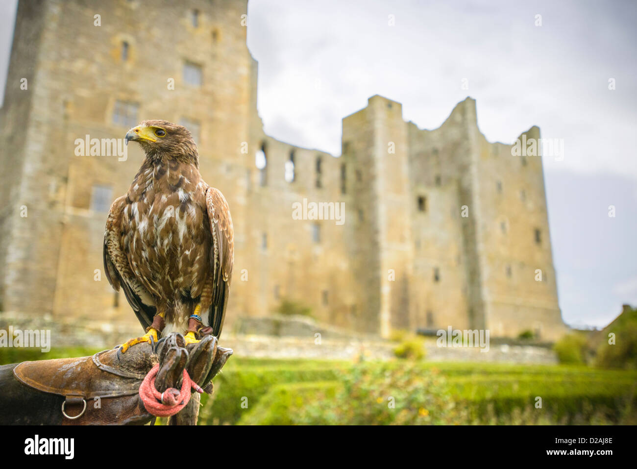 Holding Hawk High Resolution Stock Photography and Images - Alamy