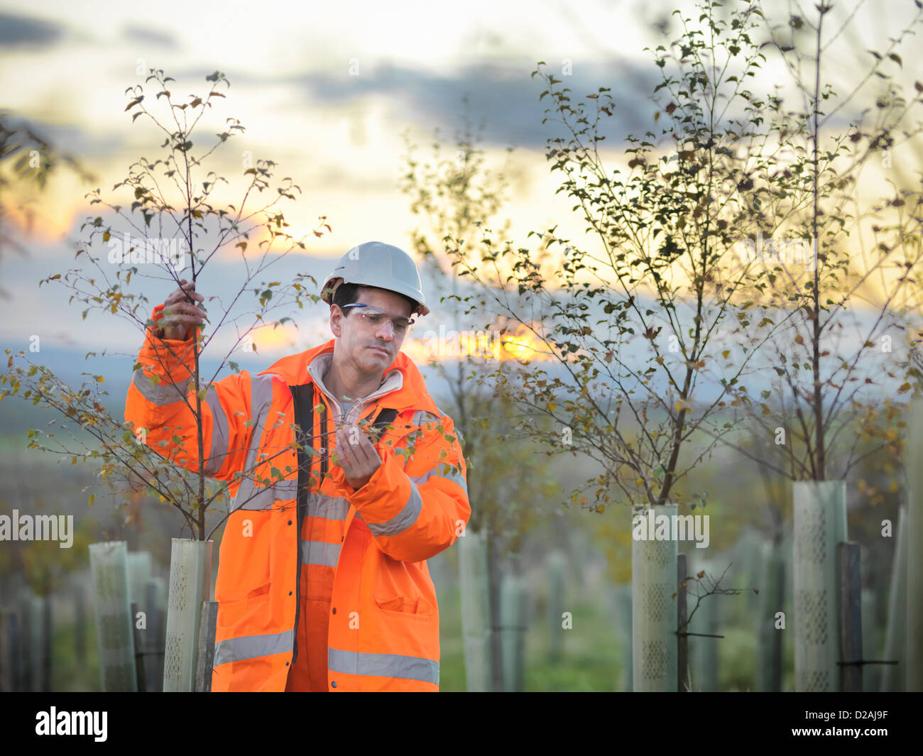 Worker planting tree hi-res stock photography and images - Alamy