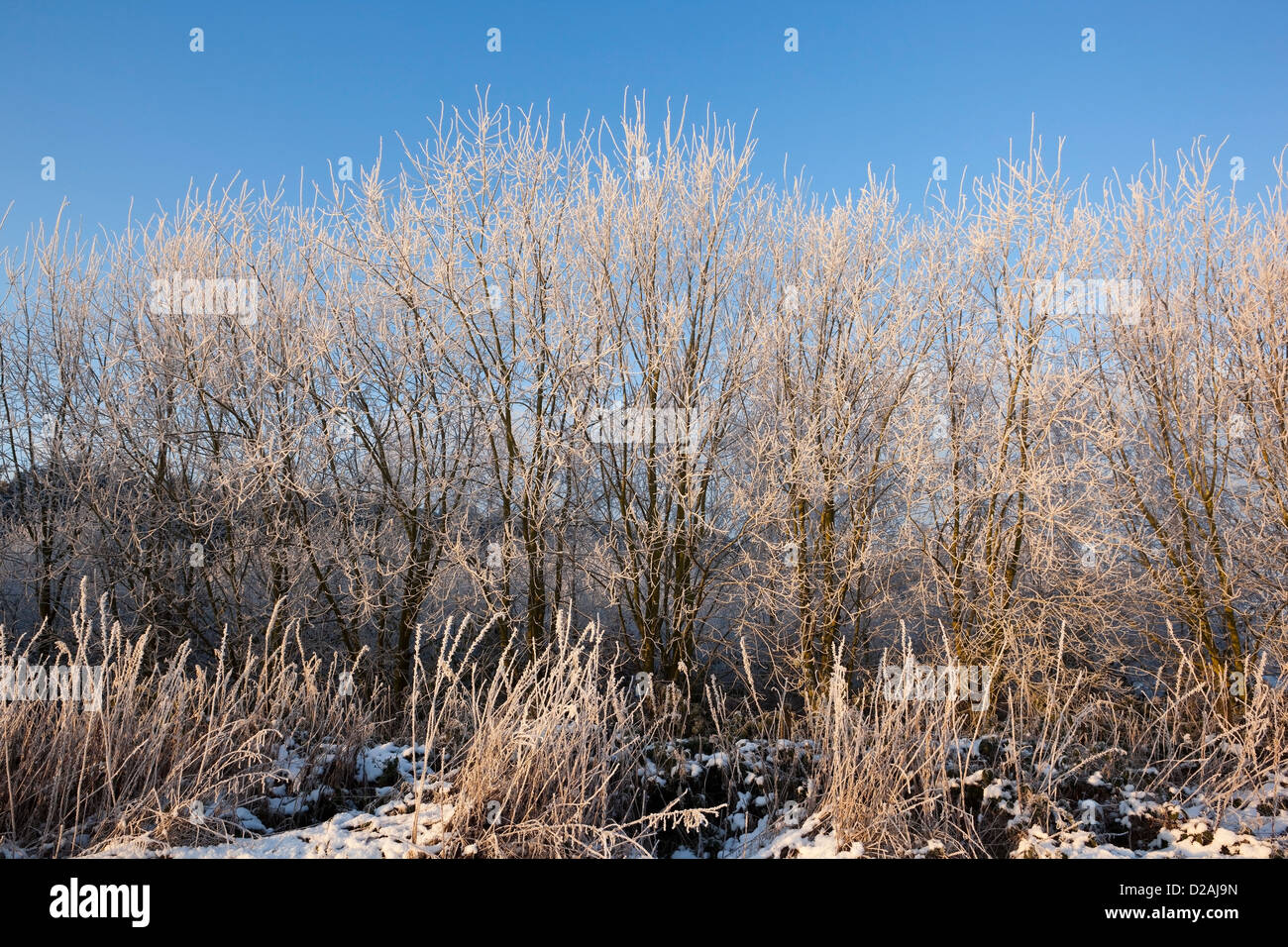 winter background with frost covered willow saplings and dry grass ...