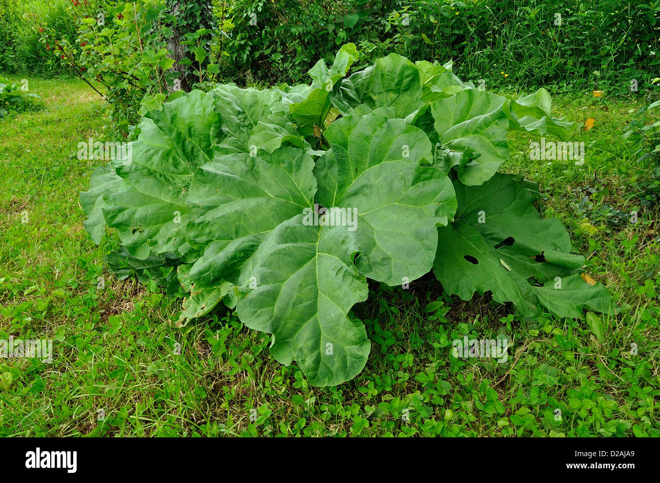Rhubarb (Rheum rhaponticum) growing in the vegetable garden, in june ...