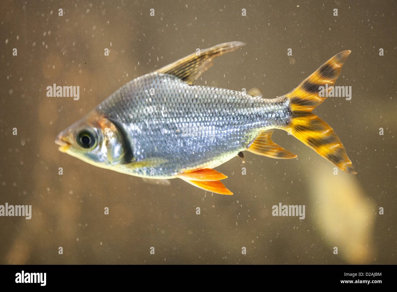 A fish at ZSL London Zoo Stock Photo - Alamy