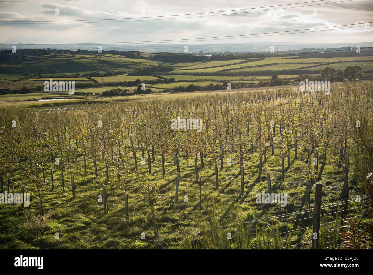 Rural trees in the countryside hi-res stock photography and images - Alamy
