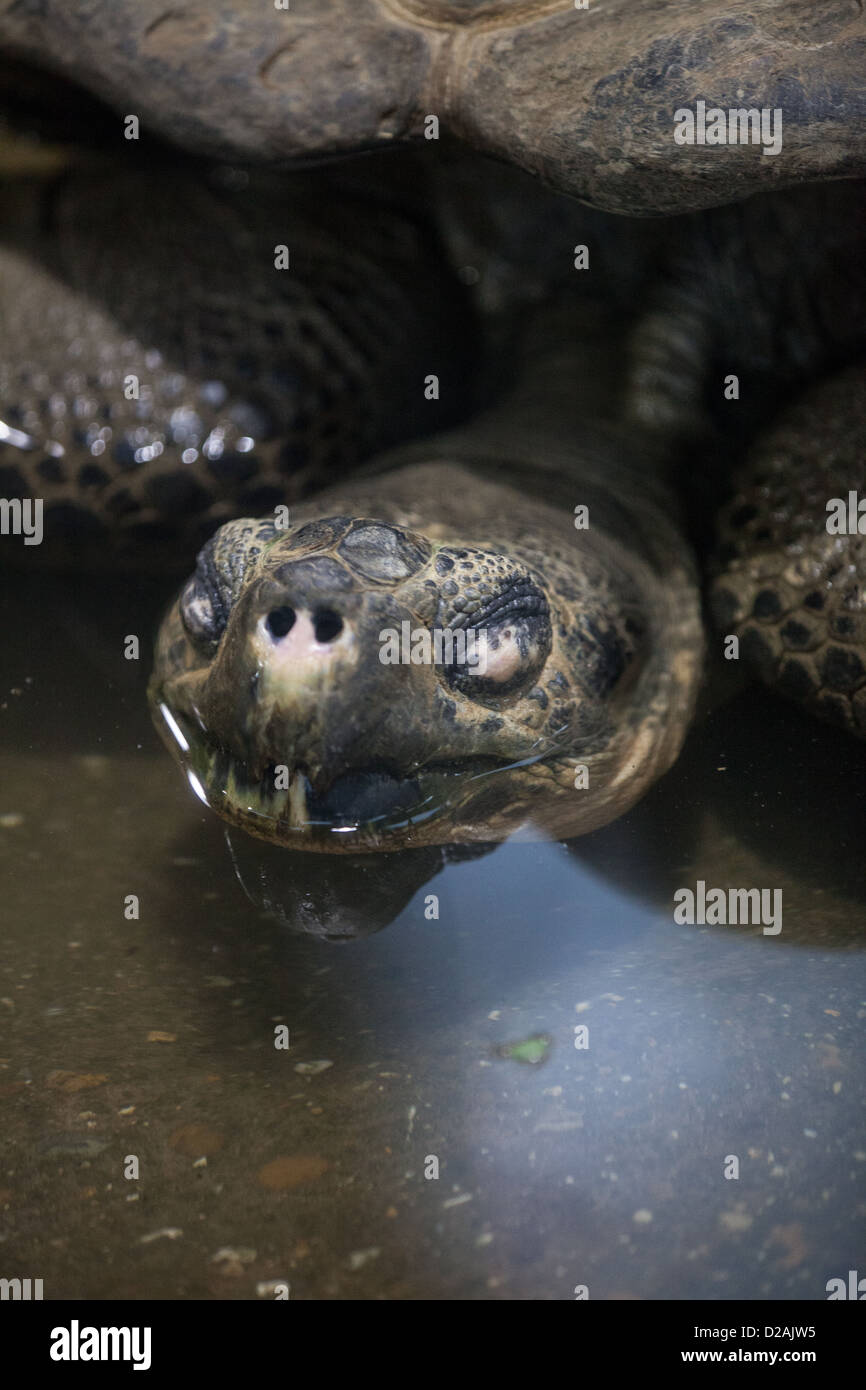 London zoo animals hi-res stock photography and images - Alamy
