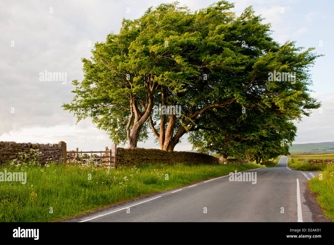 Tree in roadway hi-res stock photography and images - Alamy