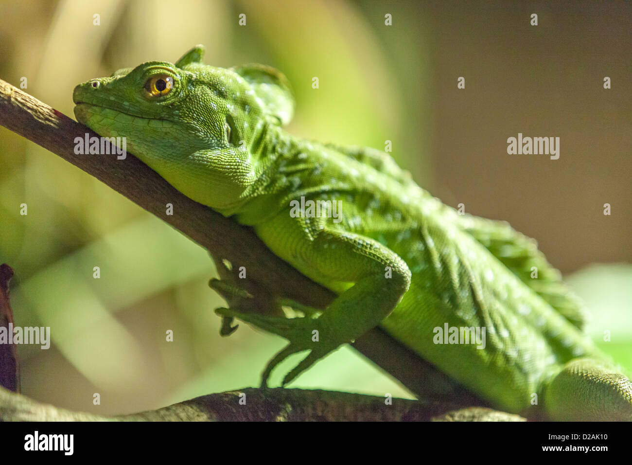 A lizard at ZSL London Zoo Stock Photo - Alamy