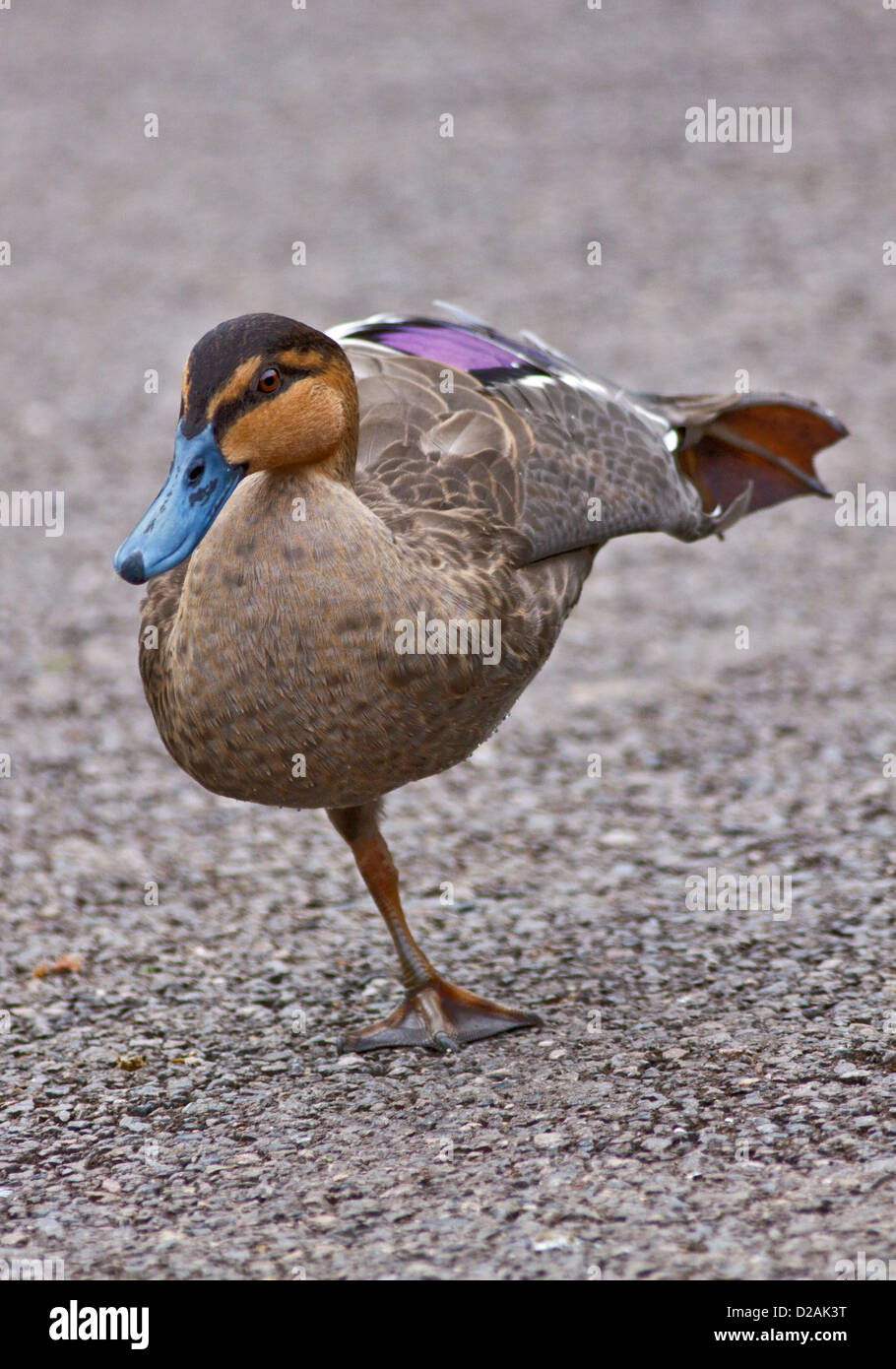 Philippine Duck (anas luzonica) stretching Stock Photo - Alamy
