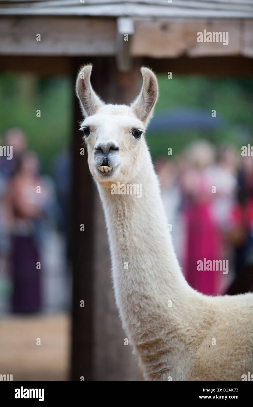 A lama at ZSL London Zoo Stock Photo - Alamy