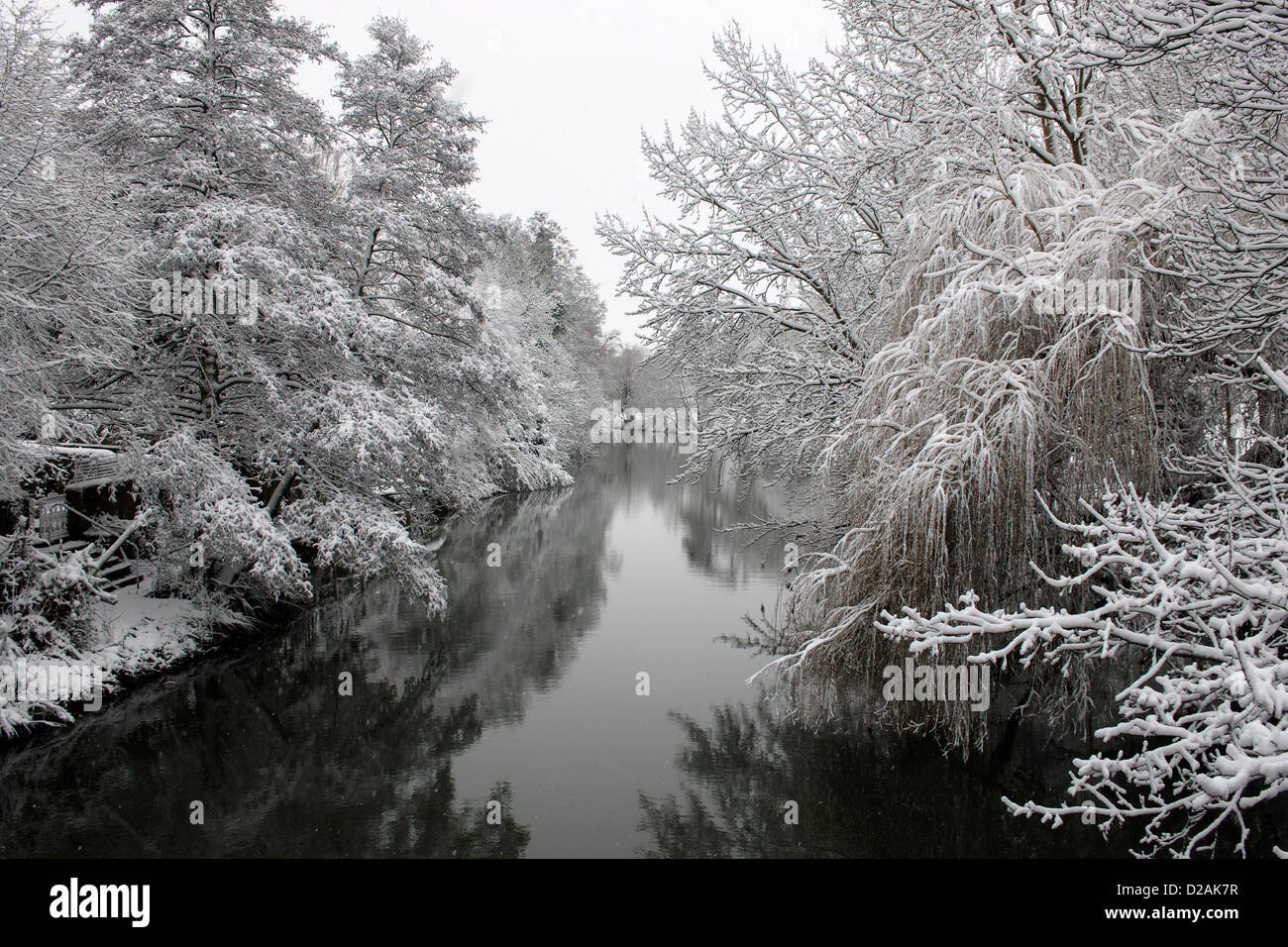Chippenham,Wiltshire,UK, January 18th,2013. Snow covers the trees that ...
