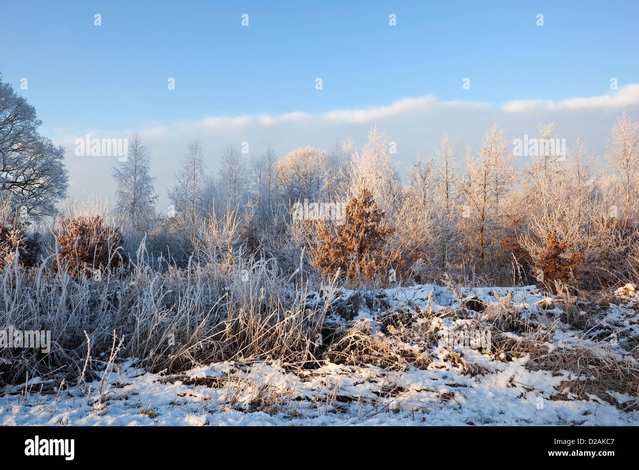 a midwinter landscape with a frost covered plantation of young trees ...