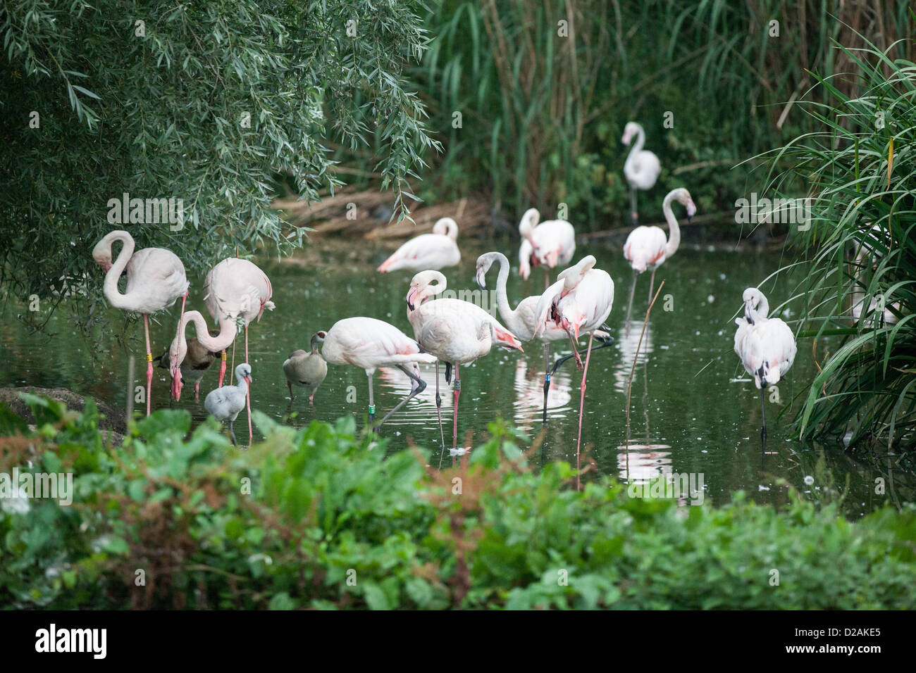 Birds of london zoo hi-res stock photography and images - Alamy