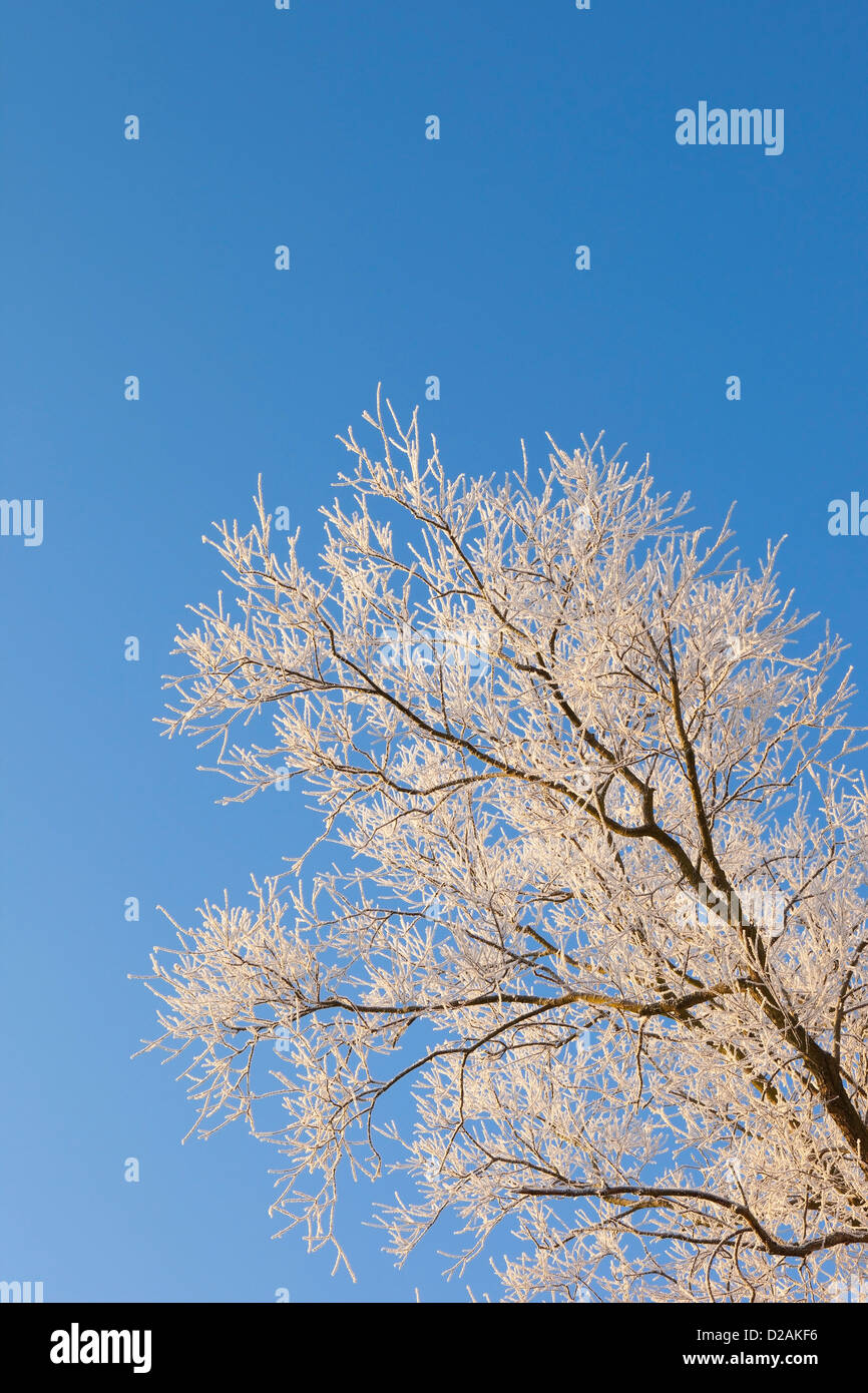 a frosted willow tree in midwinter under a clear blue sky Stock Photo - Alamy
