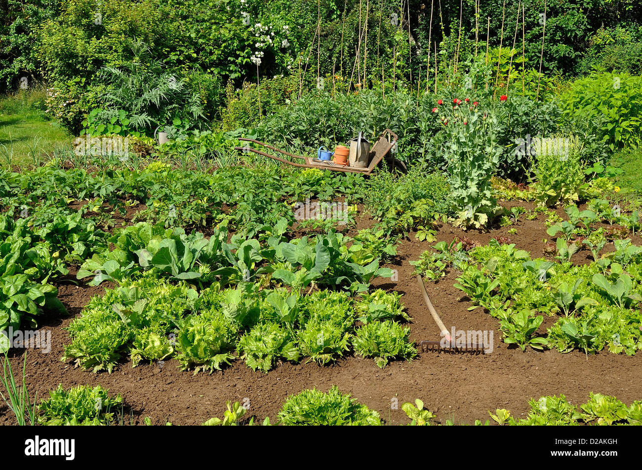 Vegetable garden in june : vegetable beds of Batavia lettuce, cabbage ...