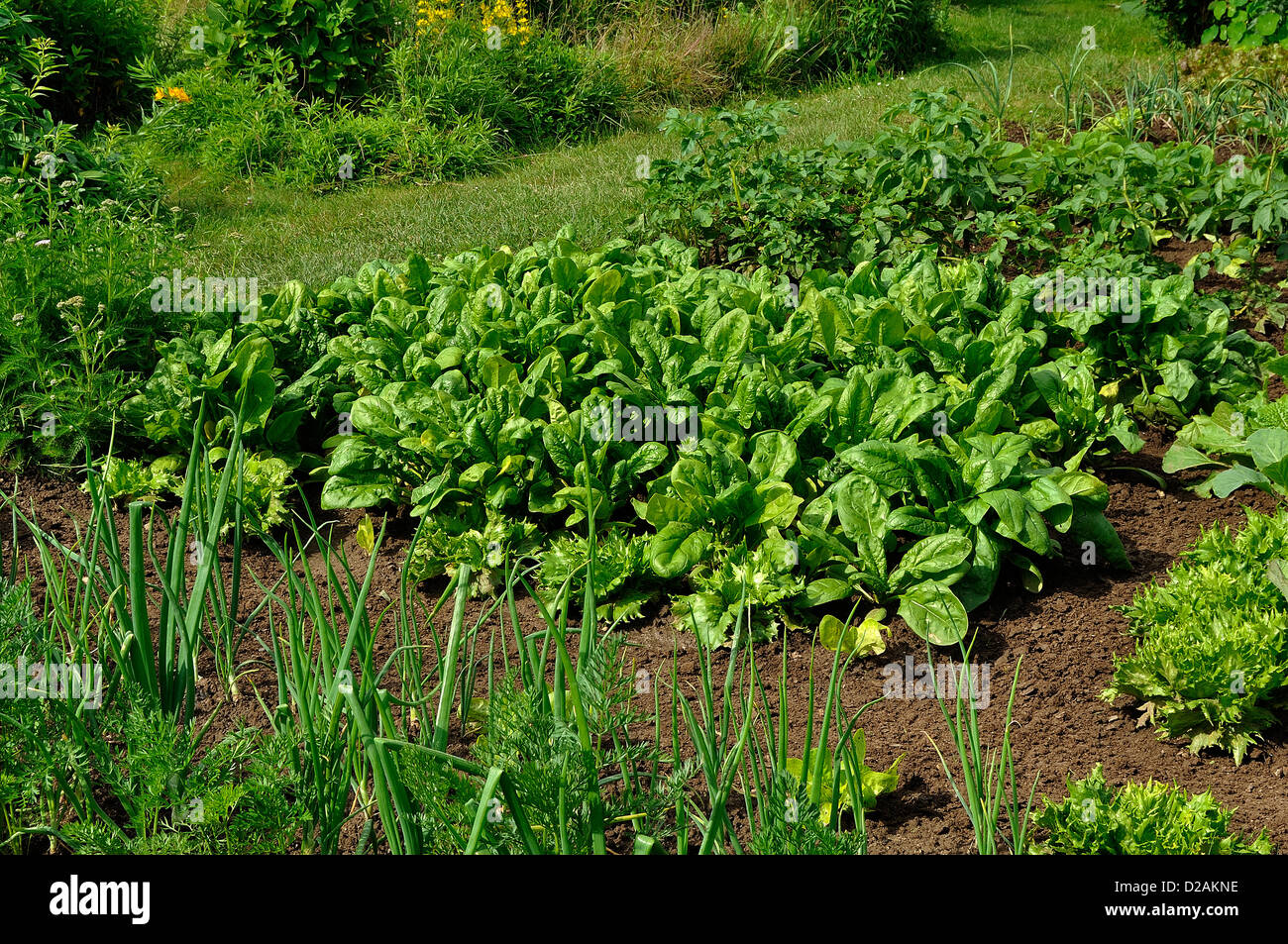 Vegetable plot of spinach (Spinacia oleracea), variety : 'Matador', in ...