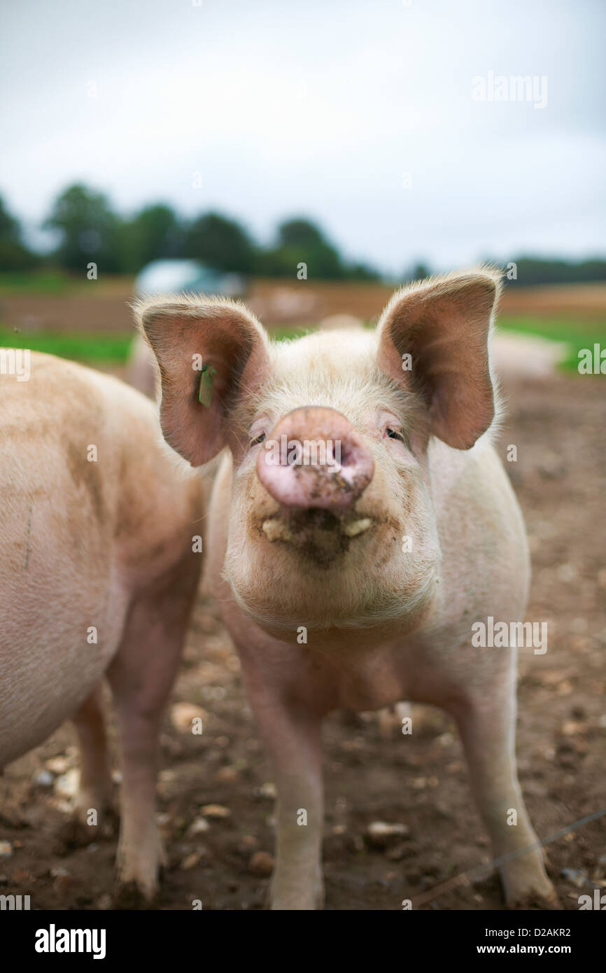 Close up of pigs snout Stock Photo - Alamy