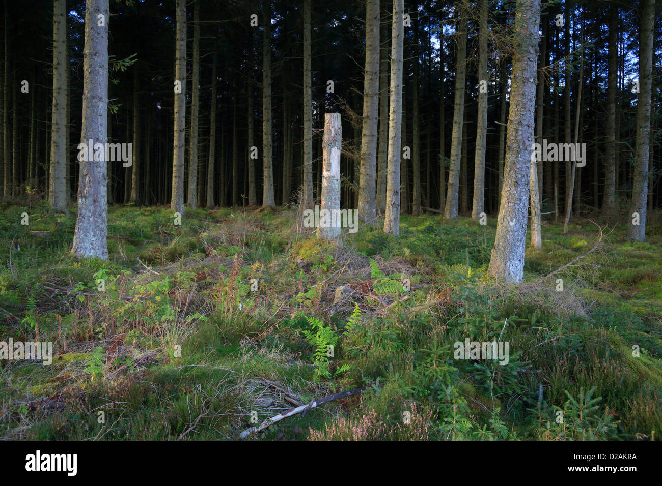 A stump amongst the trees Stock Photo - Alamy