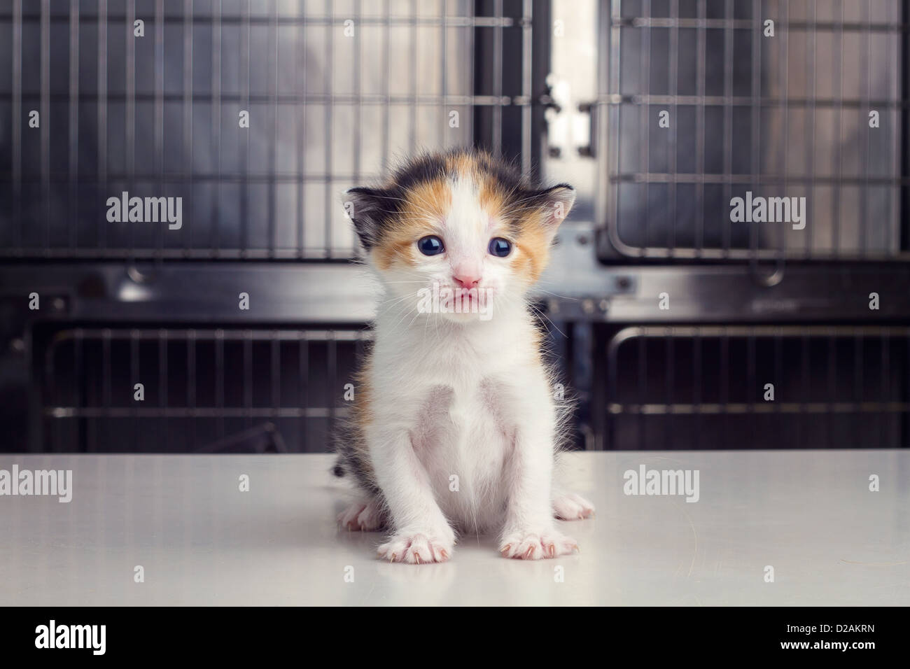Cat On The Table High Resolution Stock Photography and Images - Alamy