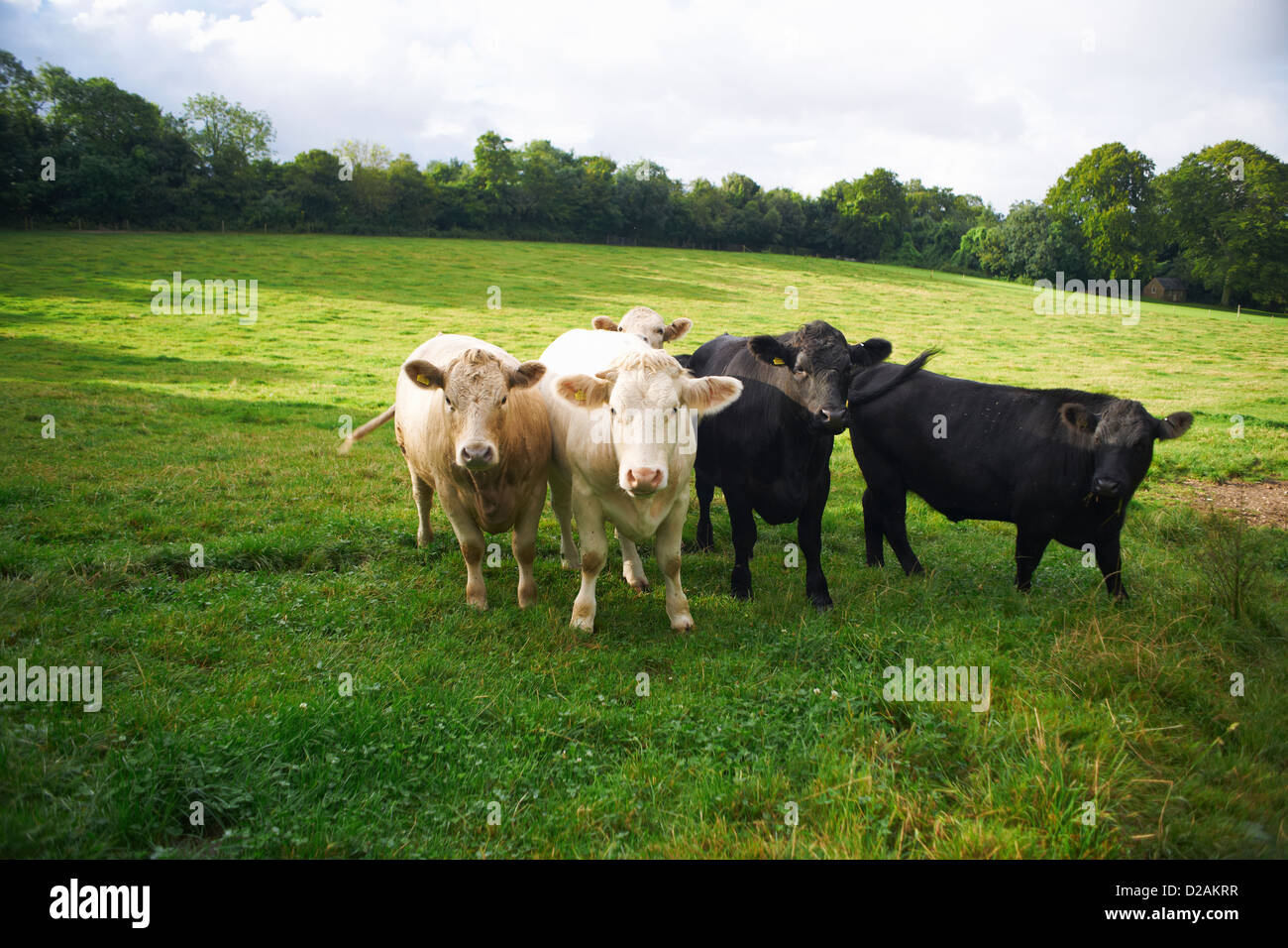 Cows walking in grassy field Stock Photo - Alamy