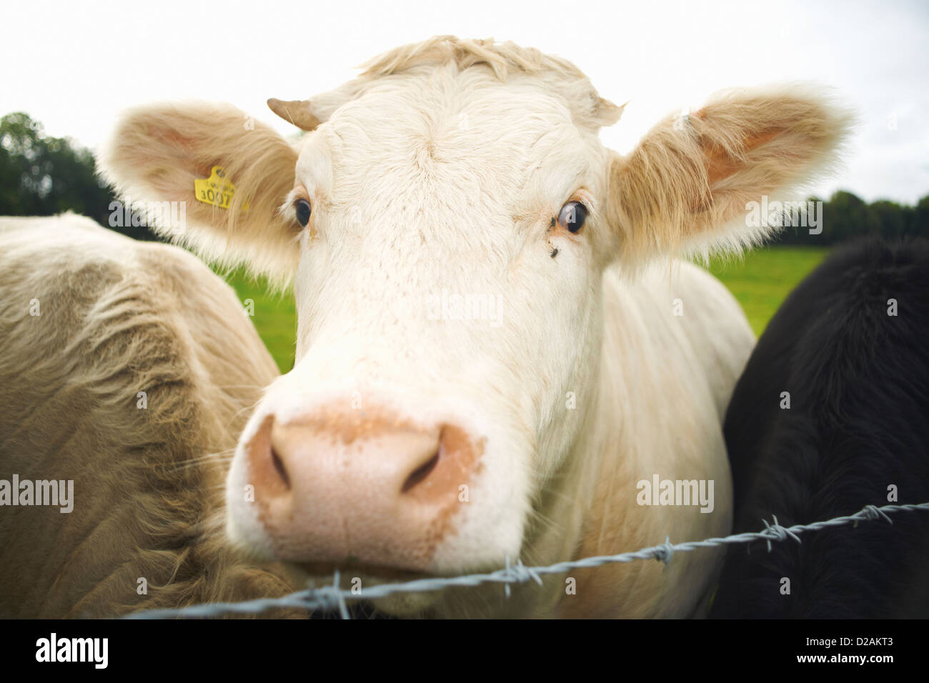 Three cows at fence hi-res stock photography and images - Alamy