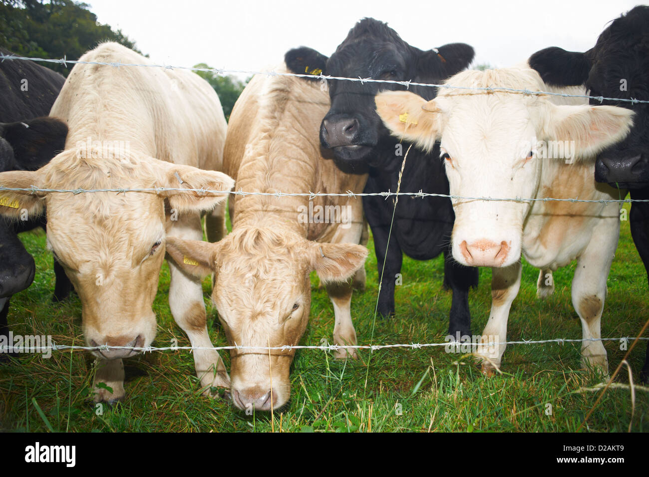 The cows are out hi-res stock photography and images - Alamy