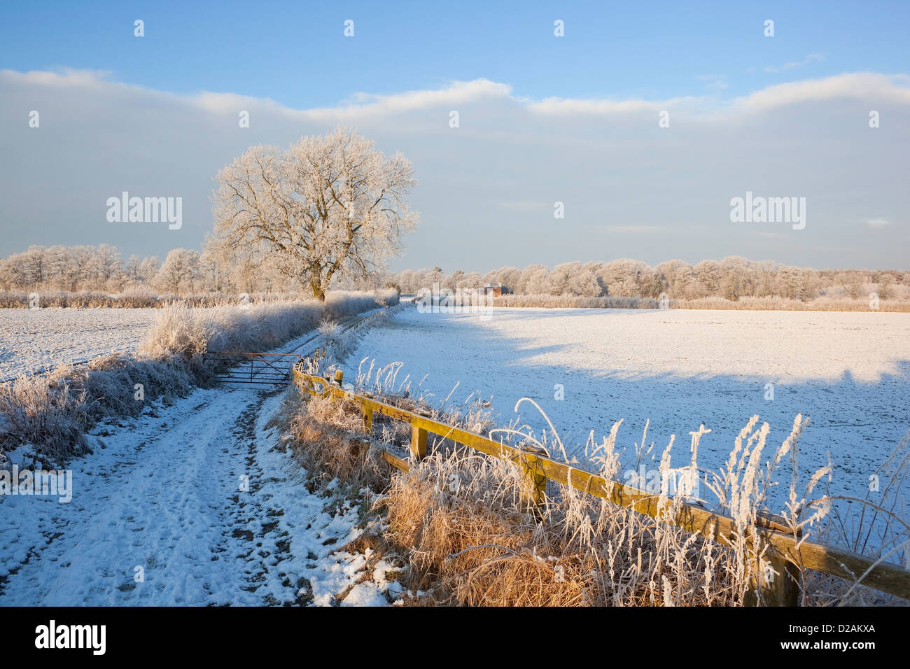 a midwinter English landscape with a farm track through frozen snowy ...