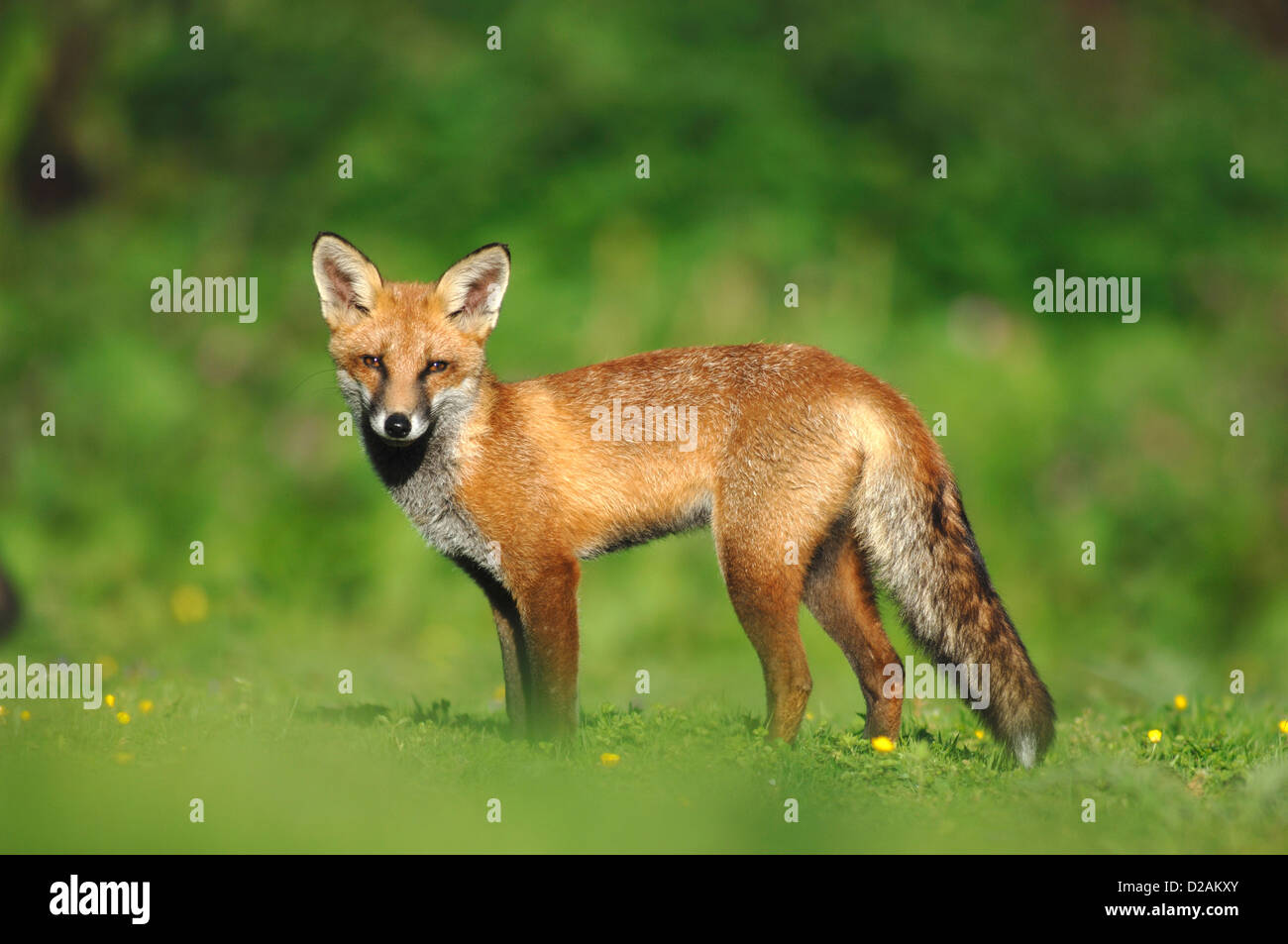 red fox vulpes vulpes Stock Photo - Alamy