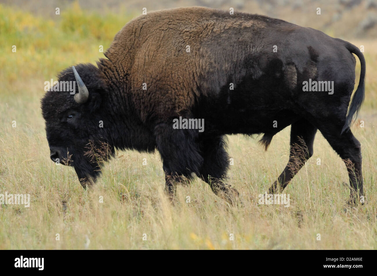Bison hunting hi-res stock photography and images - Alamy