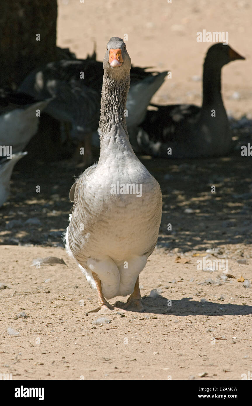 Gavage geese hi-res stock photography and images - Alamy