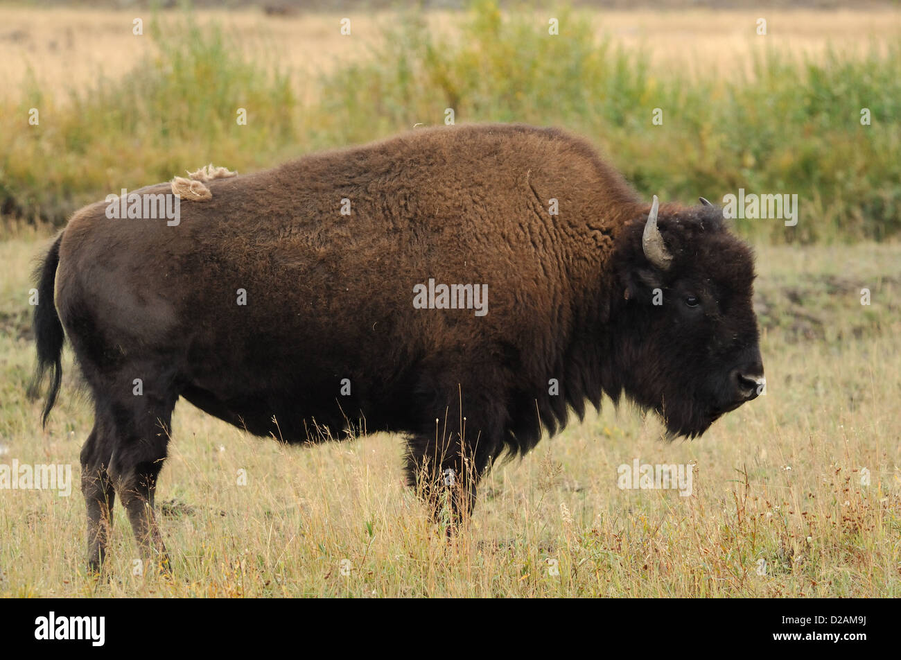 Bison hunting hi-res stock photography and images - Alamy