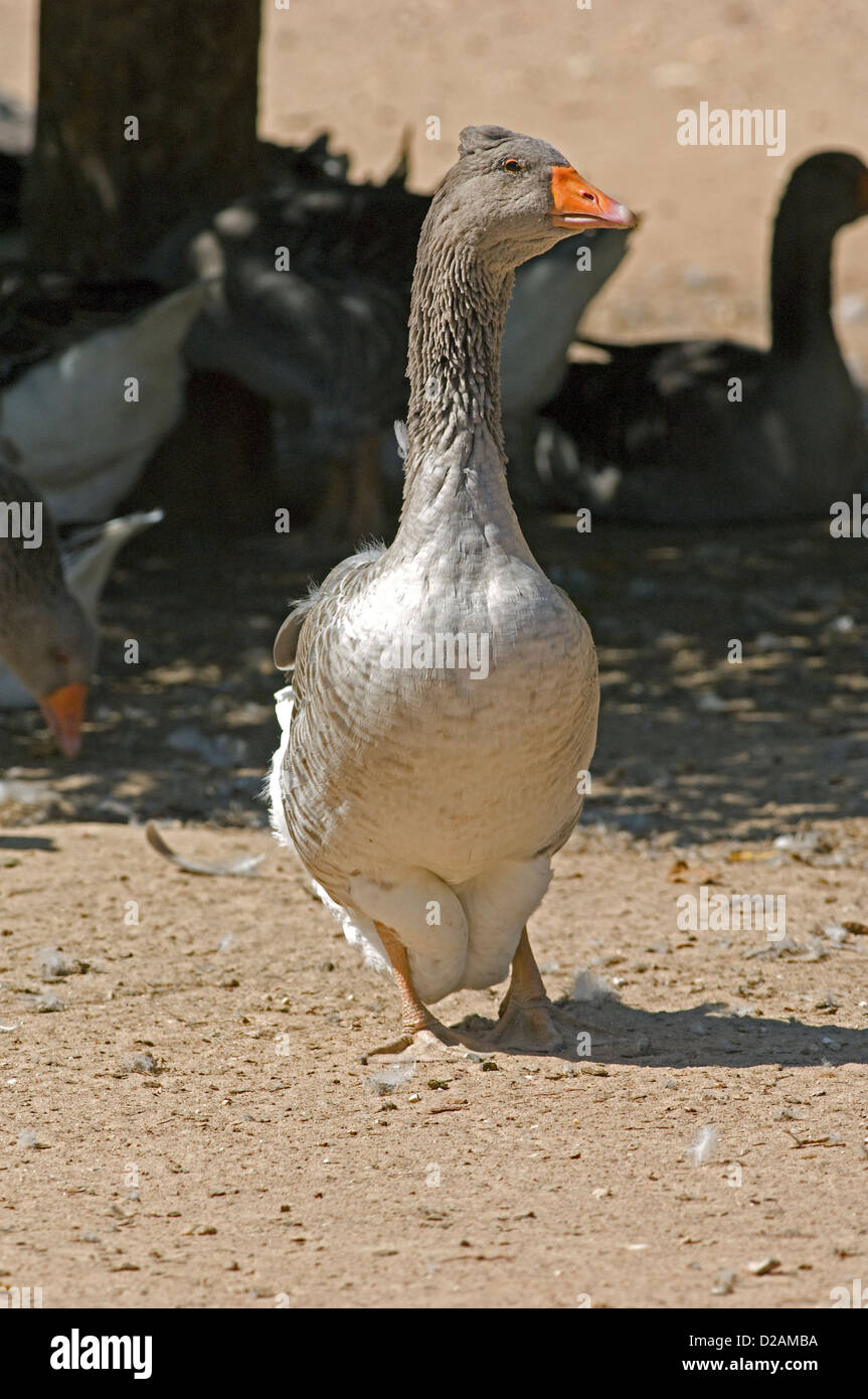 Gavage Stock Photos & Gavage Stock Images - Alamy