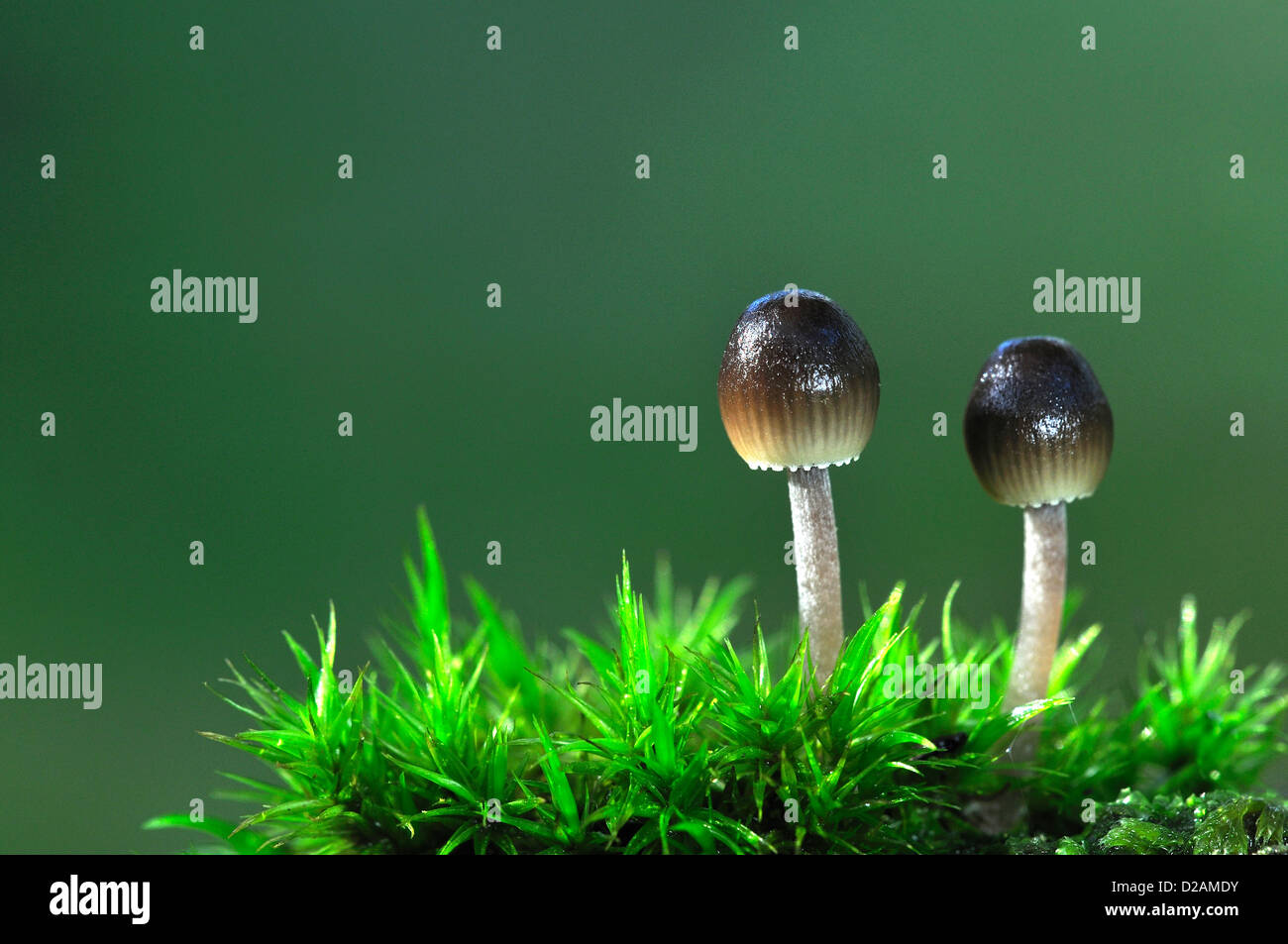 Common toadstools hi-res stock photography and images - Alamy