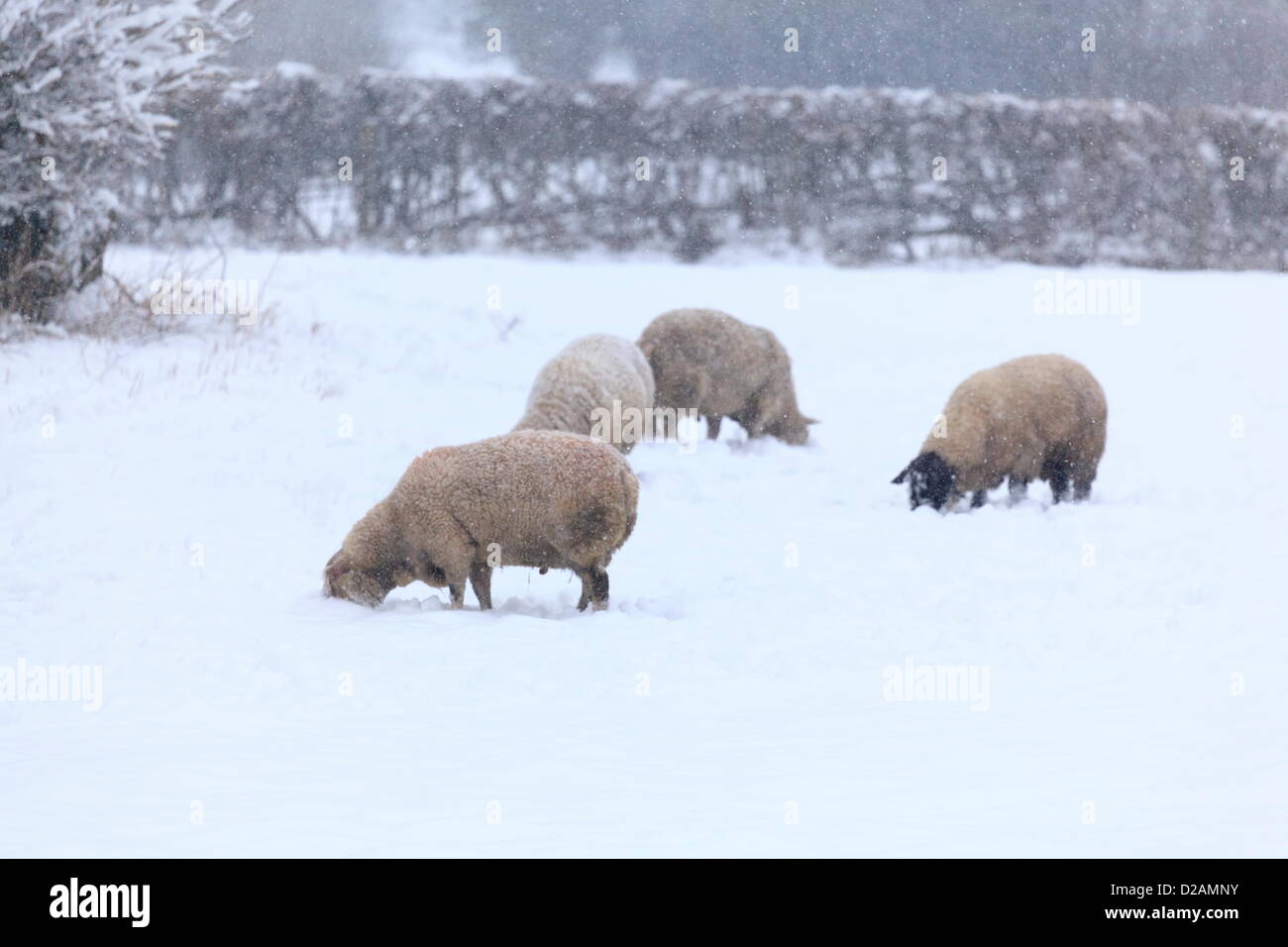 Weston rhyn hi-res stock photography and images - Alamy