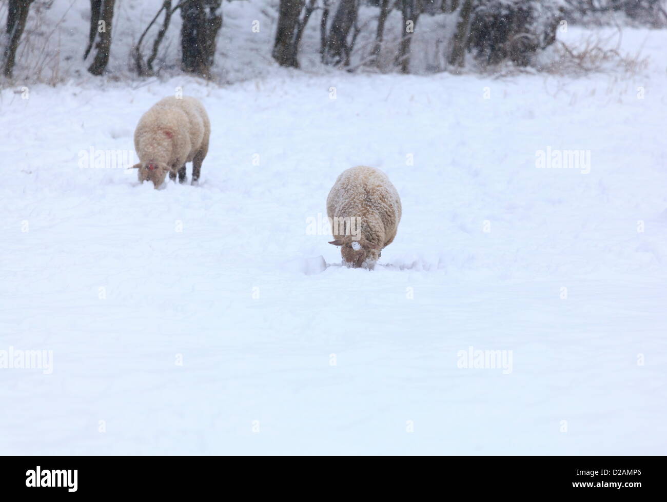 Weston rhyn hi-res stock photography and images - Alamy